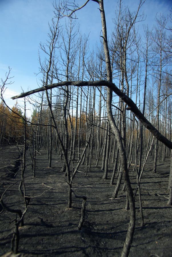 Burnt forest stock photo. Image of damaged, white, coniferous - 36000294