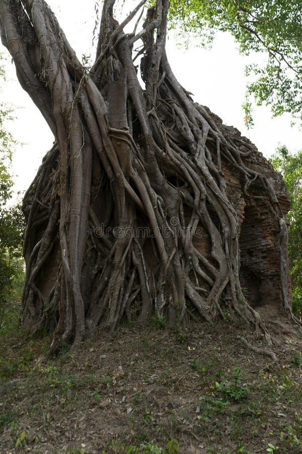 Ruins Of Goal Kampong Tom Wat Temple With Root Of Trees In Forest Stock ...