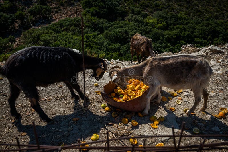 Two goats eat oranges stock photo. Image of nanny, goat - 49431092