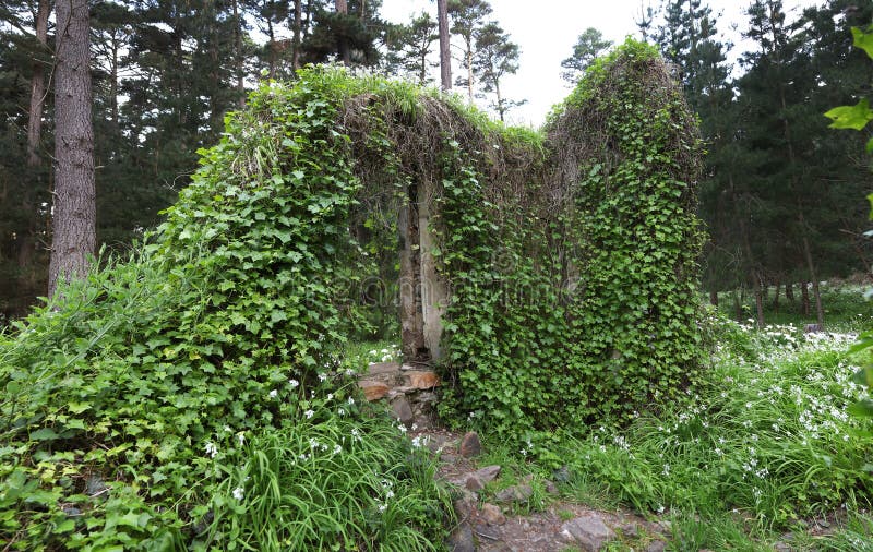 Ruins of an Old House in a Forest, Overgrown with Grass, Empty Window ...