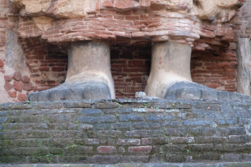 Squirrel at the Feets of Buddha Stock Image - Image of enter, temple ...