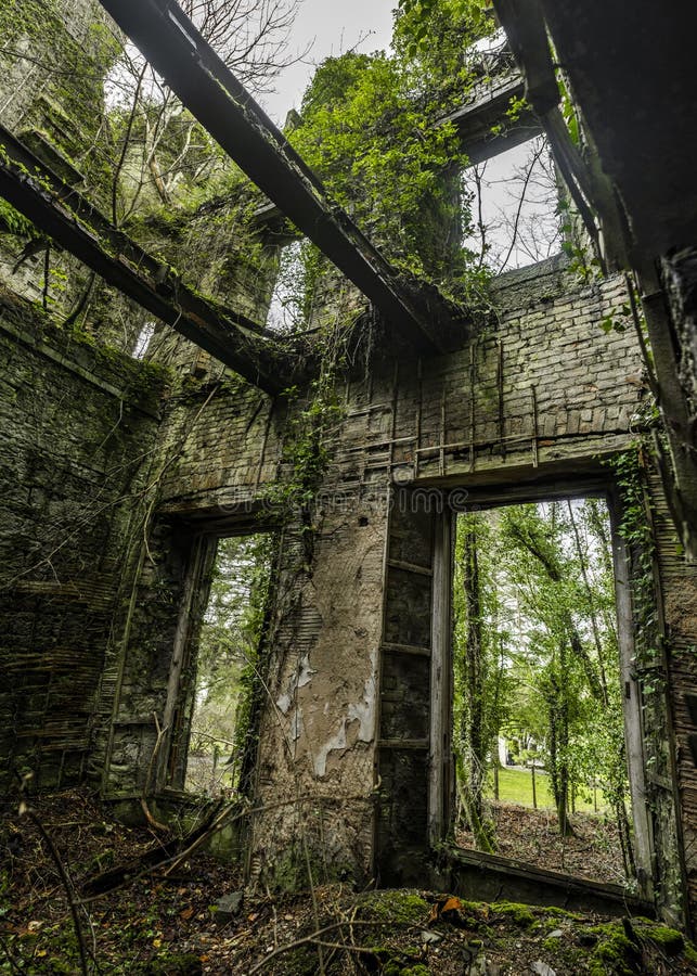 Ruins Windows Covered by Green Plants Stock Image - Image of forest ...