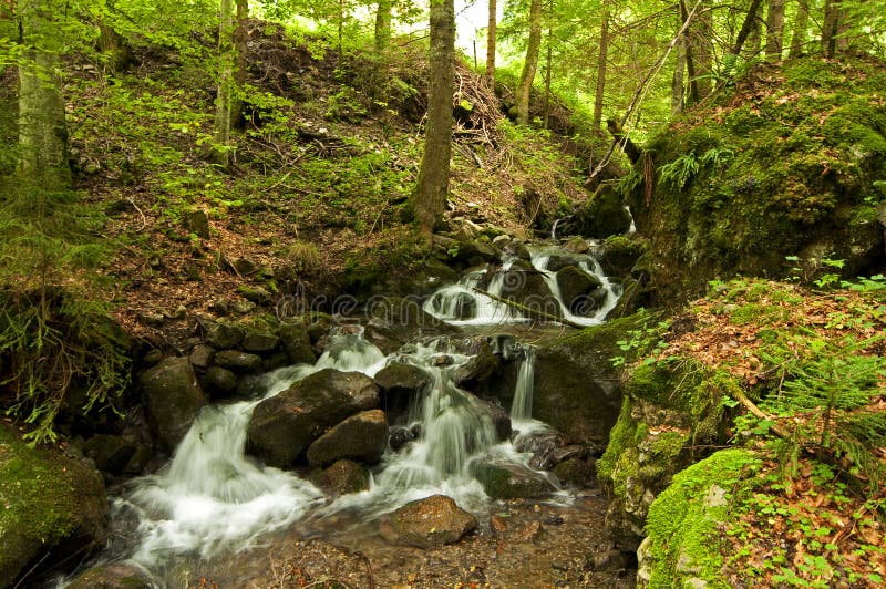 Ruisseau dans une forêt photo stock. Image du forêt, forested - 15695286