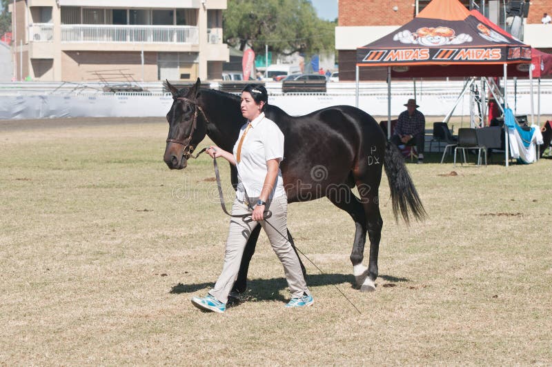 Ruiter en paard redactionele afbeelding. Image of actief - 53445140