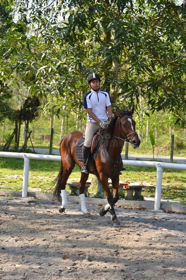 Ruiter op een bruin paard stock afbeelding. Image of landbouwbedrijf ...