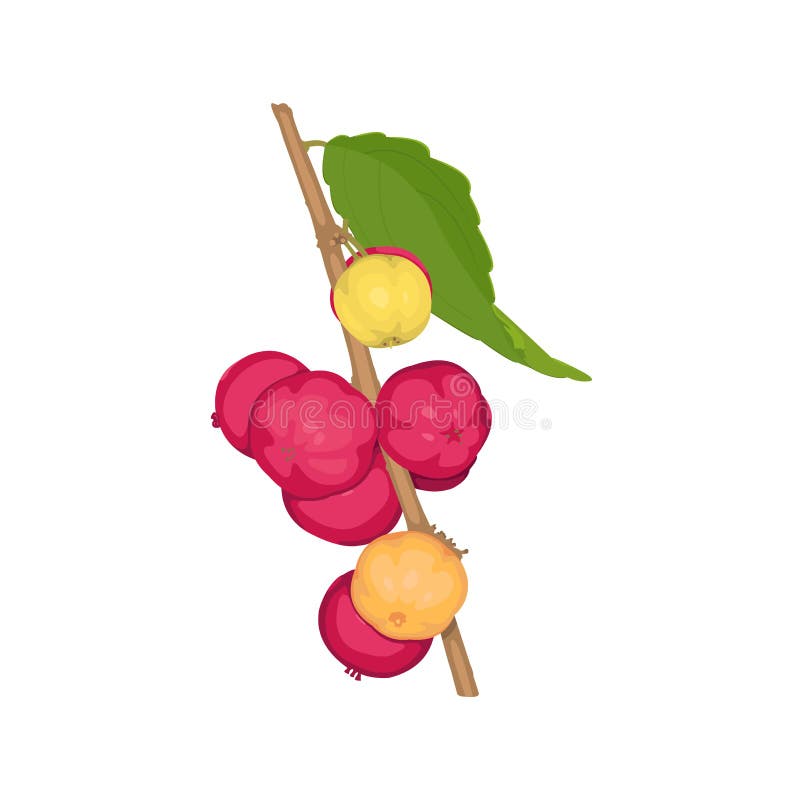 Rukam Stock Illustrations – 2 Rukam Stock Illustrations, Vectors ...