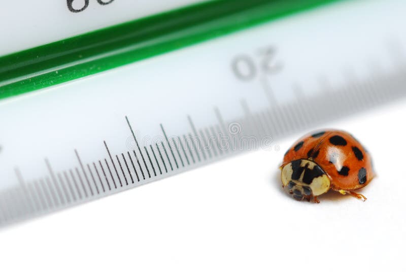 Ruler and ladybug stock photo. Image of plant, ruler - 22873842
