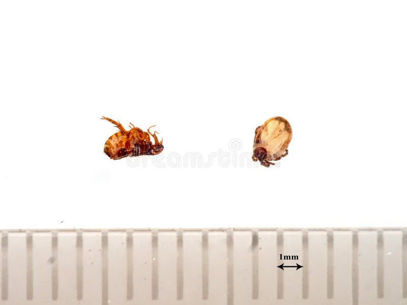 Flea and Tick on White Background. Stock Photo - Image of pests ...