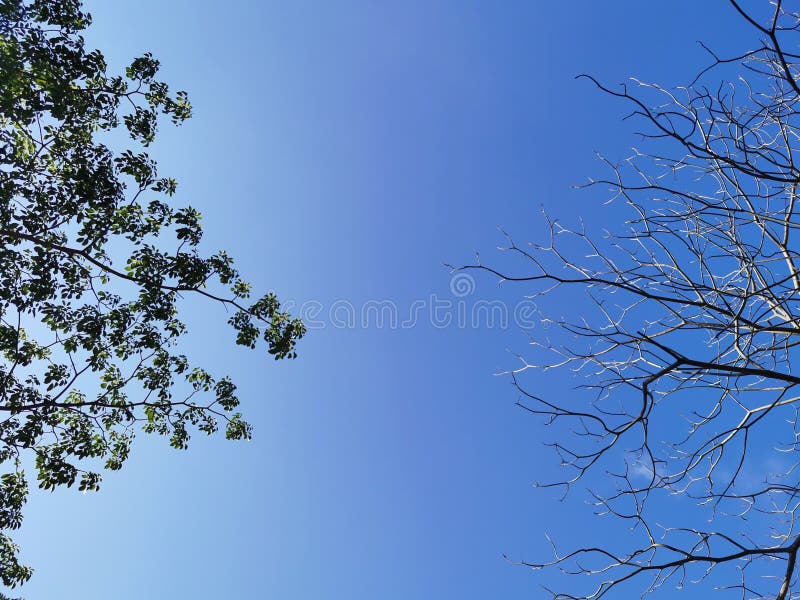 The Rules of Nature Fresh and Dry Tree. with Bluesky Stock Photo ...