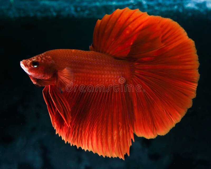 Rumble Fish Betta stock photo. Image of cells, types - 76108408