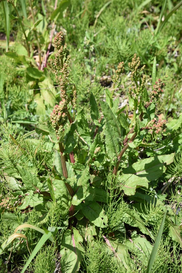 Garden Sorrel (Rumex Acetosa) Stock Photo - Image of dock, narrowleaved ...