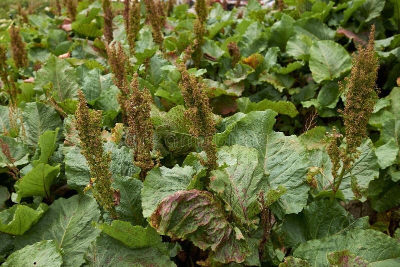 Rumex Alpinus Plants in Bloom Stock Image - Image of botany, pastures ...