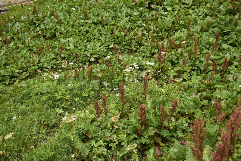 Rumex Alpinus Plants in Bloom Stock Photo - Image of polygonaceae ...