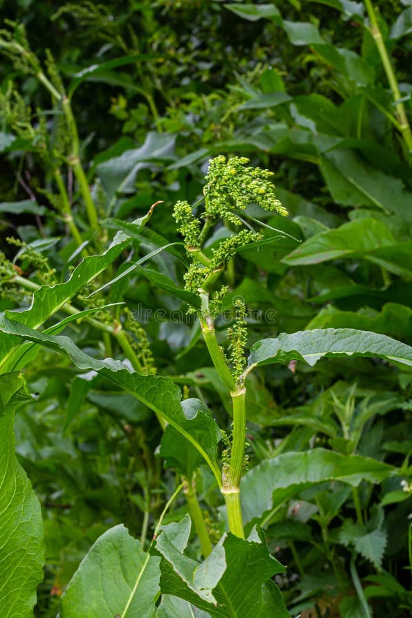 Rumex Confertus Grows in the Garden in Spring Stock Image - Image of ...