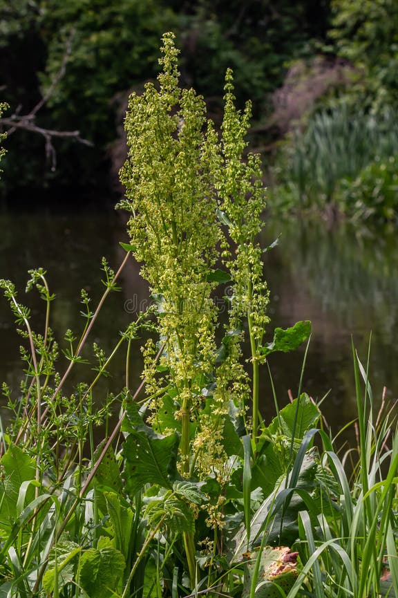 Rumex Confertus Grows in the Garden in Spring Stock Image - Image of ...