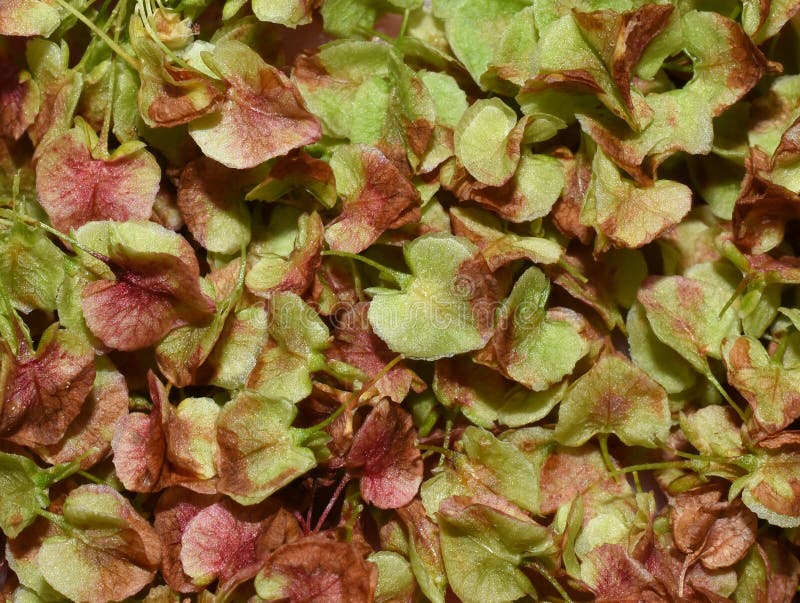 Rumex Crispus Close-up on Red and Green Seed Stock Photo - Image of ...