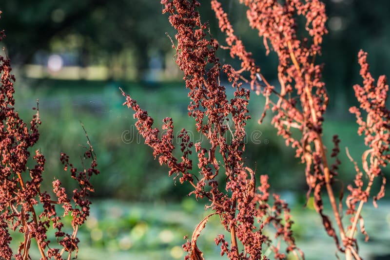 Rumex Crispus, Curly Dock Flowers Closeup Selective Focus Stock Photo ...
