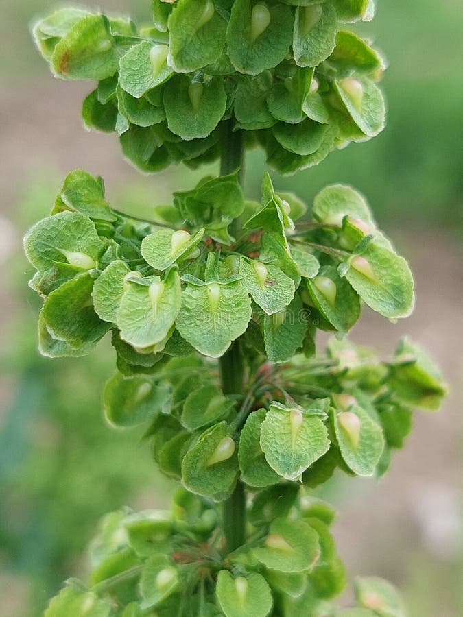 Rumex stock photo. Image of buckwheat, lithuania, polygonaceae - 260260102