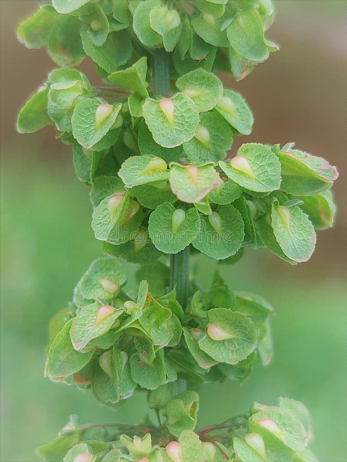 Rumex stock photo. Image of family, herb, lithuania - 256923786