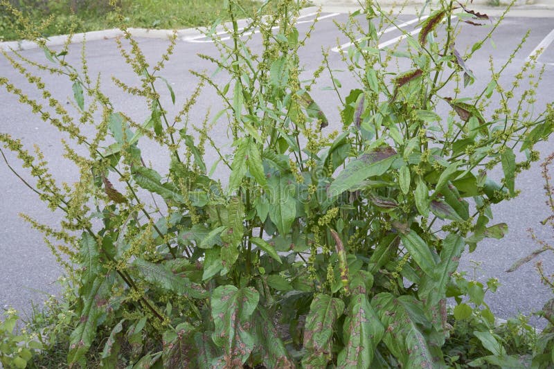 Rumex Obtusifolius Plant Close Up Stock Photo - Image of outdoor ...