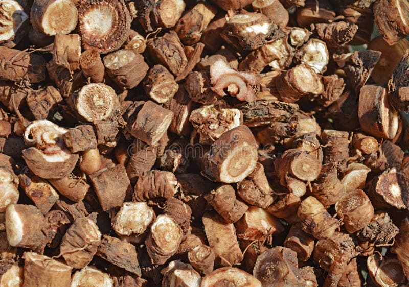 Rumex Patientia stock photo. Image of patientia, organic - 56101236