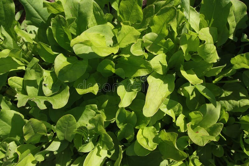 Rumex (sorrel) stock photo. Image of summer, crop, green - 77453856