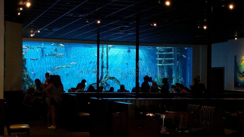 Rumfish grill editorial stock photo. Image of tank, restaurant - 111613063