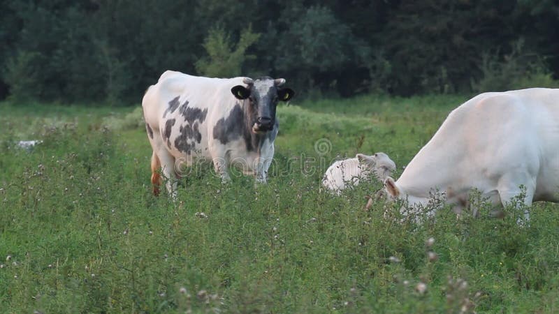 Rumiando y pastando vacas almacen de metraje de vídeo. Vídeo de pasto ...
