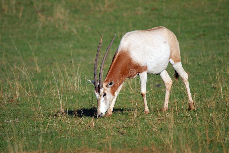 Ruminant image stock. Image du herbe, blanc, brun, taureau - 12201073