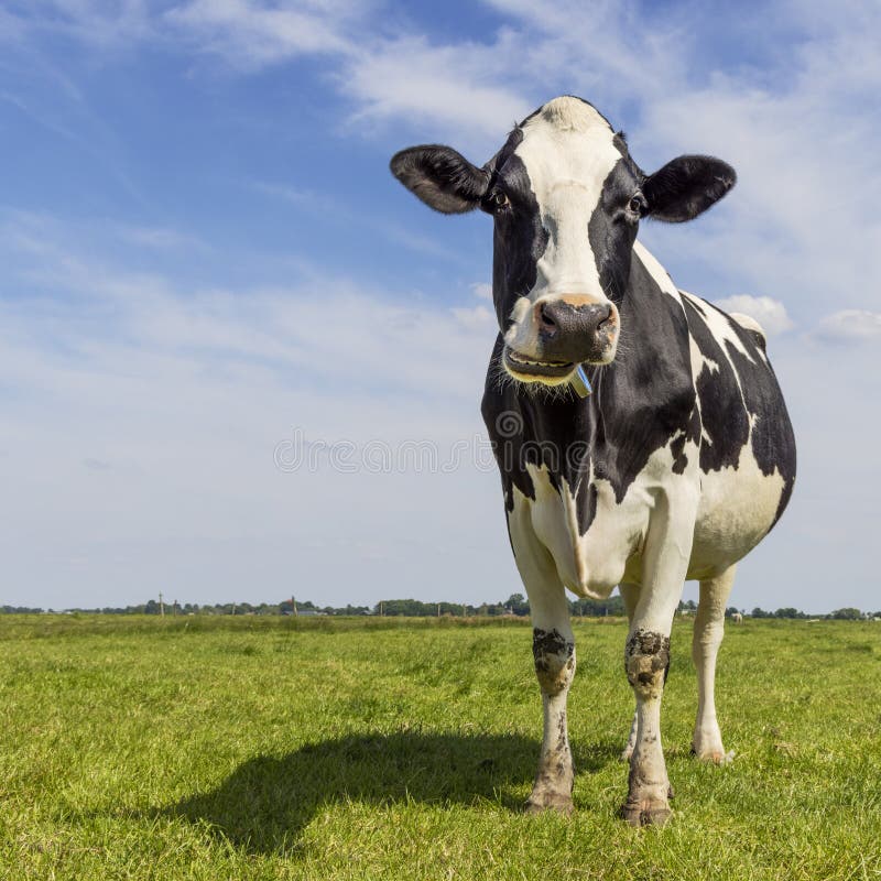 Ruminating Cow in a Field, Front View Full Length, Showing Teeth ...