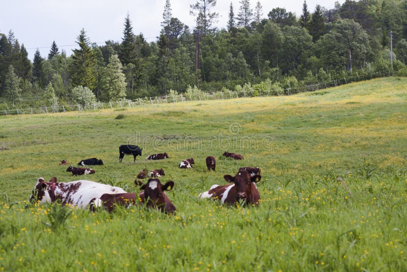 Ruminating stock image. Image of graze, grazes, ruminating - 67842907