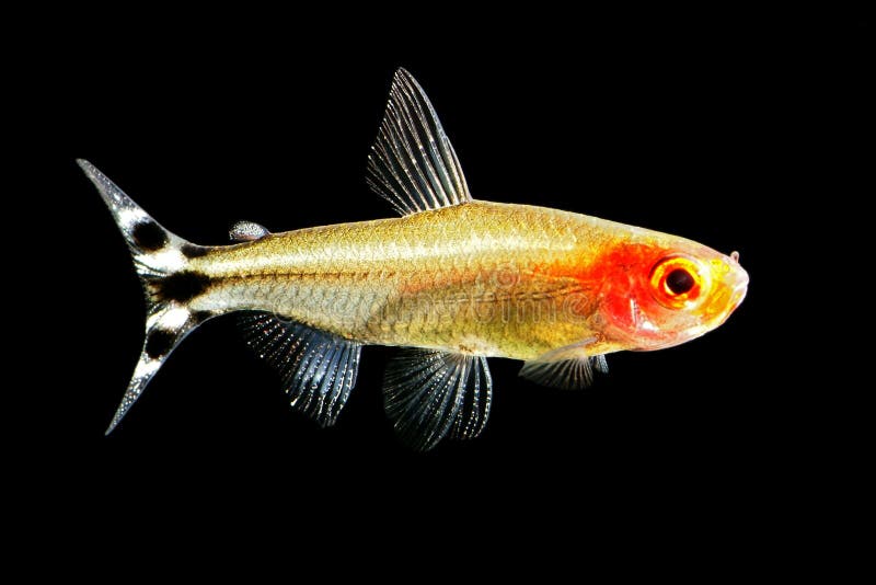 Rummy Nose Tetra And Guppy Fish In Aquarium Stock Photo - Image of ...