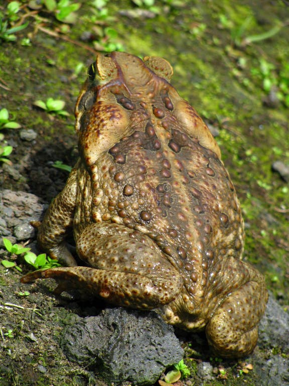 Rump o Toad Skin stock image. Image of rock, eyes, legs - 6178865