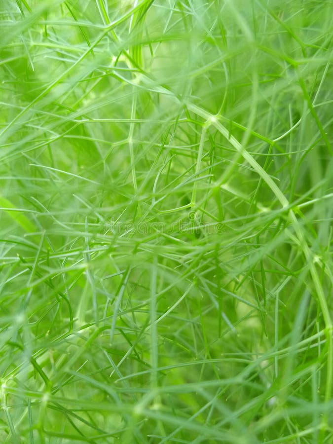 Rumpun Stock Photos - Free & Royalty-Free Stock Photos from Dreamstime