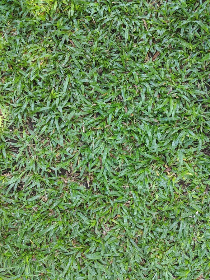 Rumput Gajah Mini Plant Texture, Elephant Grass Background Stock Photo ...