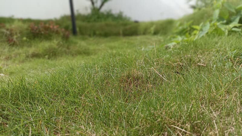 Rumput green tree stock image. Image of prairie, shrub - 261870517