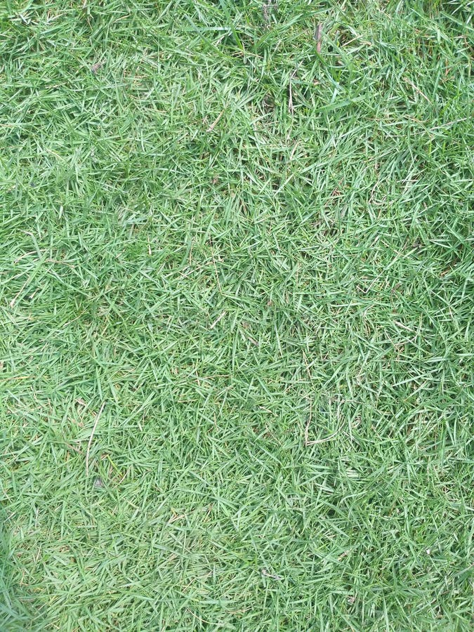 Rumput Jepang Stock Photos - Free & Royalty-Free Stock Photos from ...