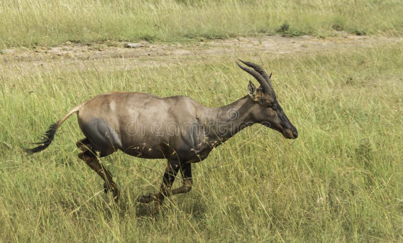 Run of Antelope Topi stock photo. Image of muzzle, danger - 28337322
