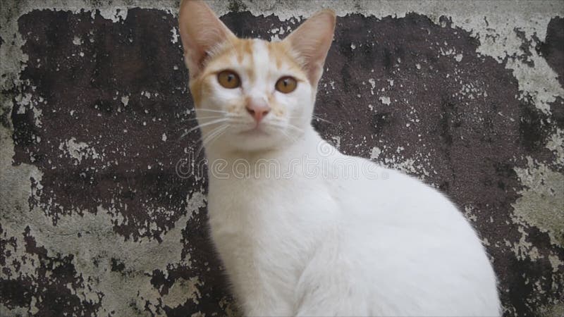 Run away cat stock footage. Video of cute, distrust, brown - 45283854