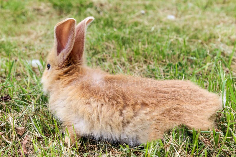 Rabbit is lying on grass stock photo. Image of herbivore - 121836784
