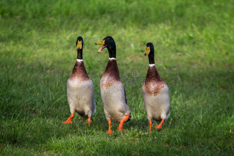 Run ducks stock photo. Image of duck, green, funny, colorful - 55858586