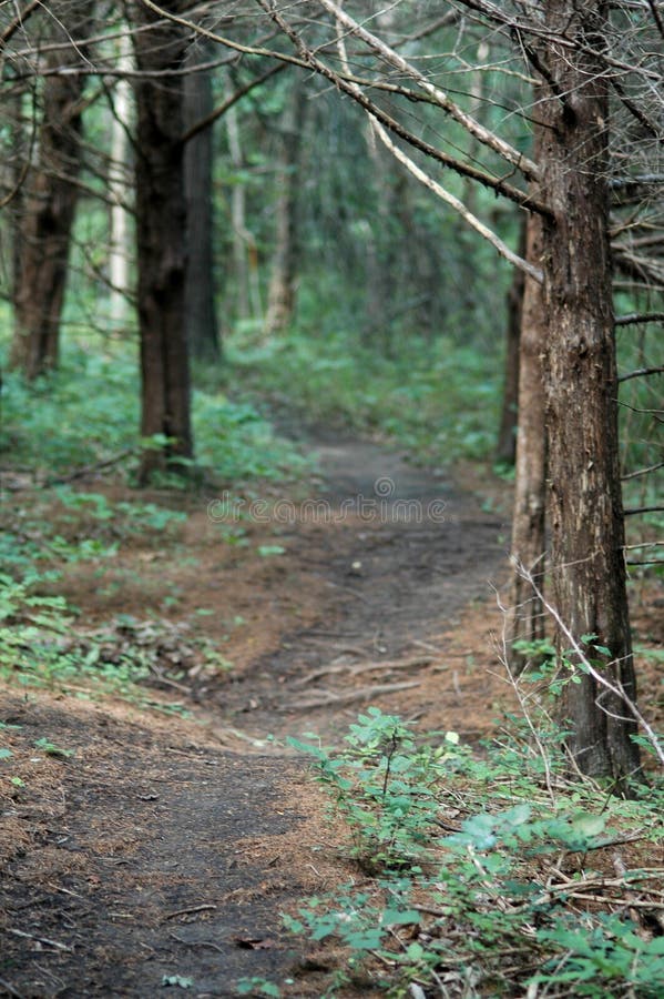 Run Forest Run stock photo. Image of forest, summer - 171843436