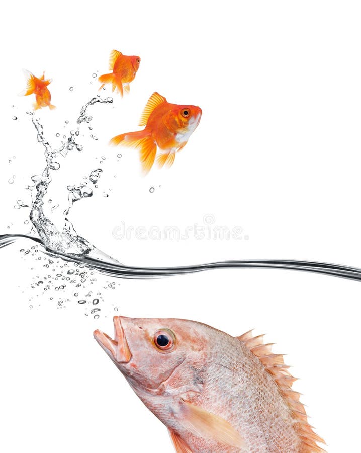 Run for life stock image. Image of white, escaping, fish - 11550751