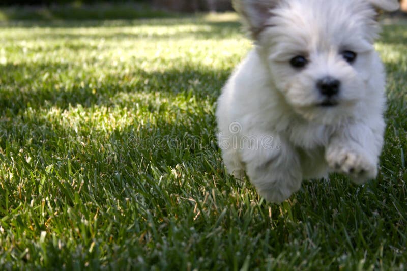 Run Puppy, Run! stock image. Image of grass, running, cute - 1999749