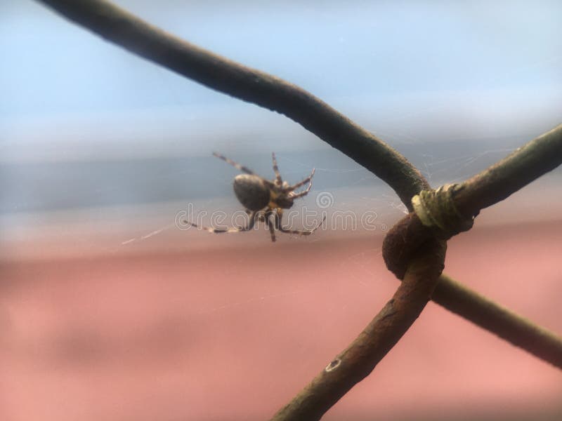 Run of spider stock photo. Image of spider, place - 211541078