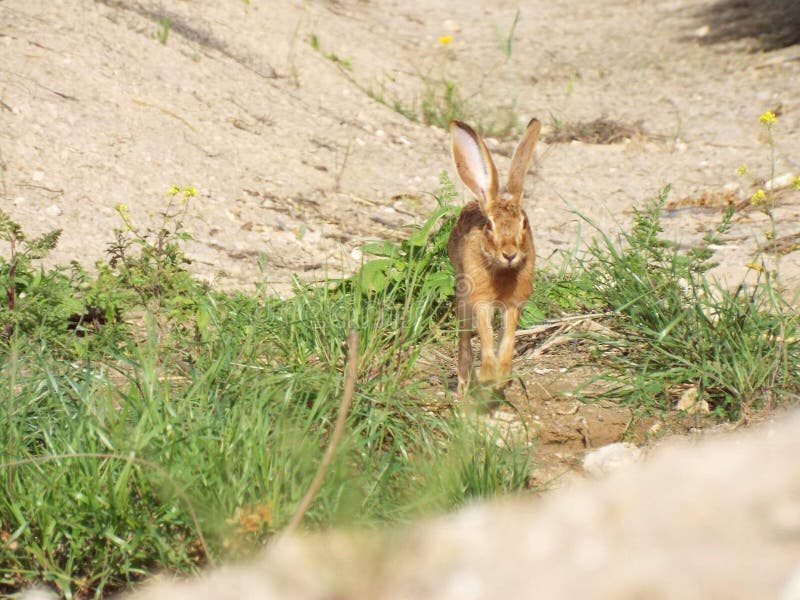 Running rabbit stock photo. Image of hare, fast, bunny - 10186938