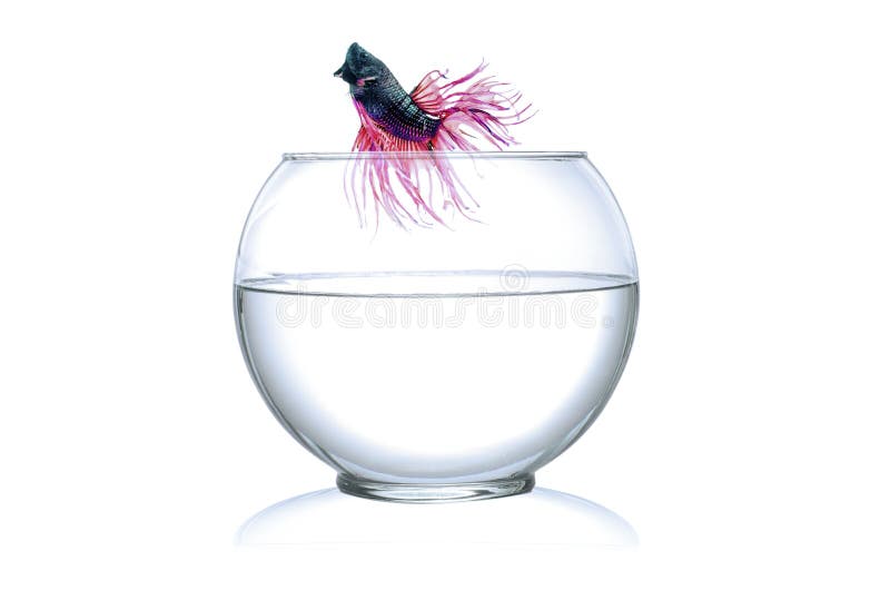 Runaway a Fighting Fish Jumping Out of Fishbowl Isolated on White ...
