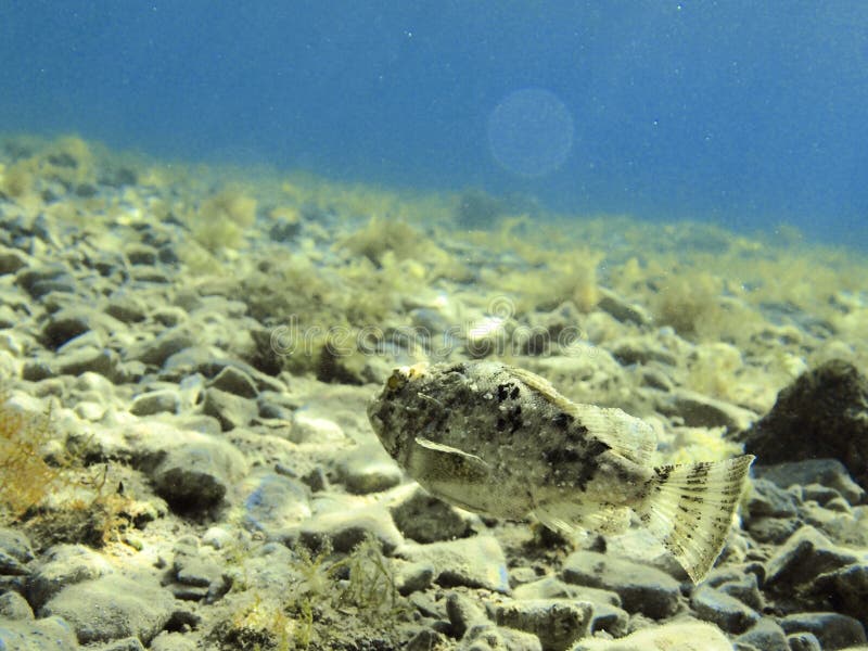 Runaway fish stock image. Image of clean, color, water - 11447529