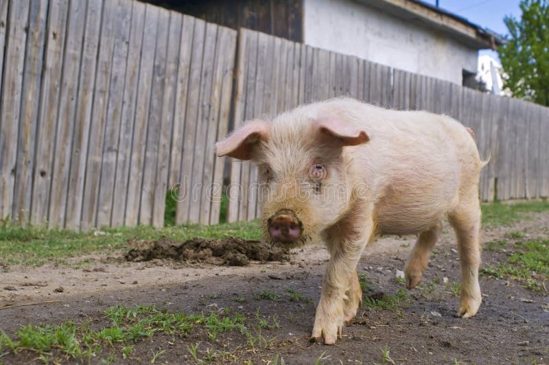 Runaway pig stock photo. Image of farm, cattle, straw - 2499496