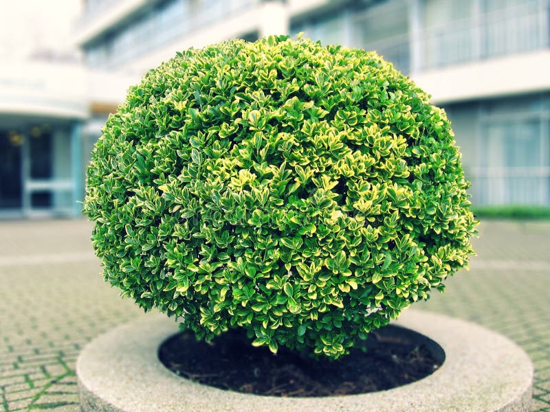 Rund buske fotografering för bildbyråer. Bild av runt - 3007189